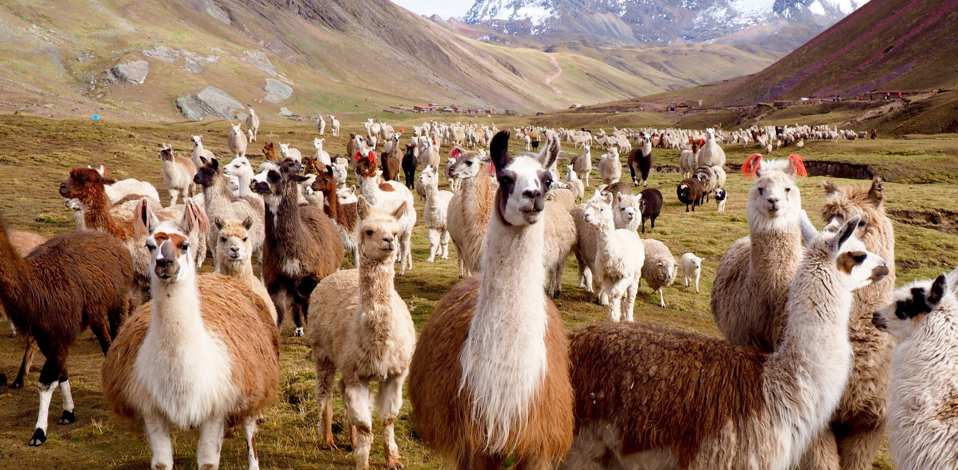 Diferencia Entre Alpacas Y Llamas Vicugna Pacos Wikipedia, La